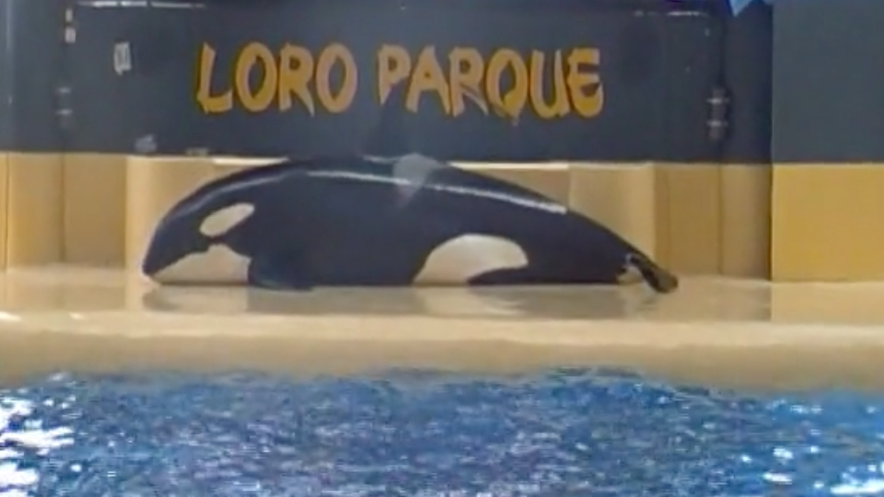 Disturbing Video Shows Killer Whale Beached Herself After Marine Park ...
