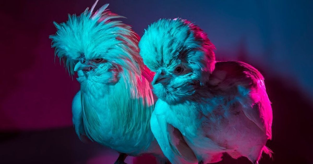 These Ultra-Glam Chickens Are Bringing Sexy Bawk | HuffPost Weird News