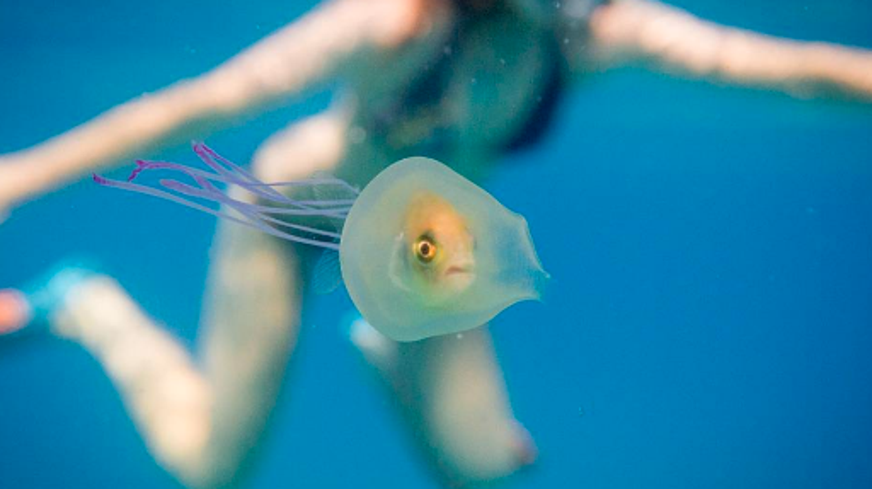 World's Most Confused Fish Gets Stuck INSIDE A Jellyfish | HuffPost