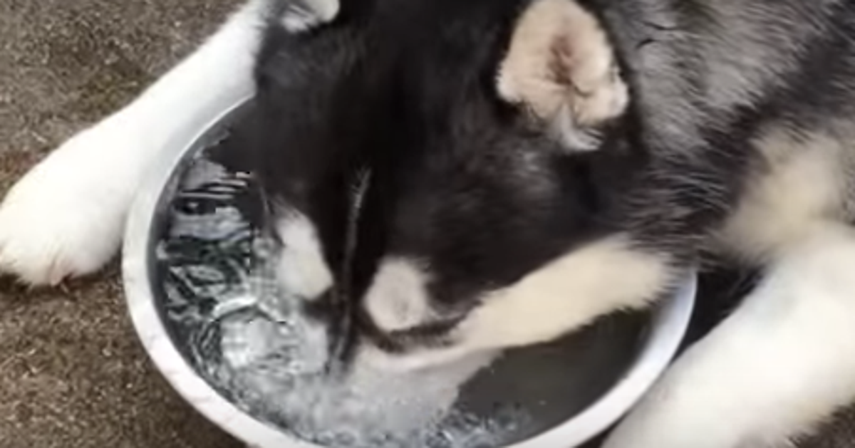 Husky Can't Stop Blowing Bubbles; We Can't Stop Saying Awww | HuffPost ...