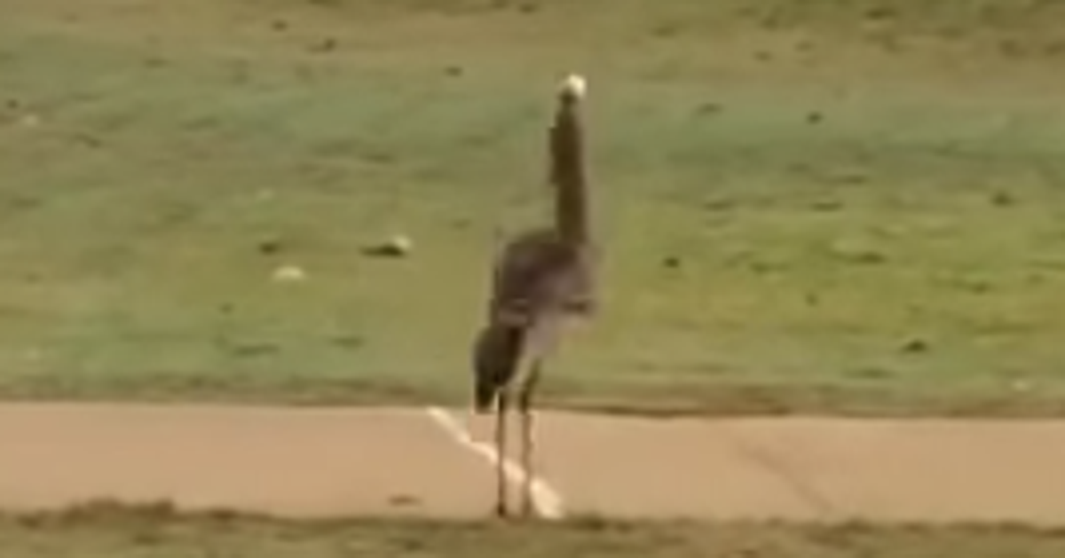 Bird With Golf Ball Manages To Be More Entertaining Than Golf ...