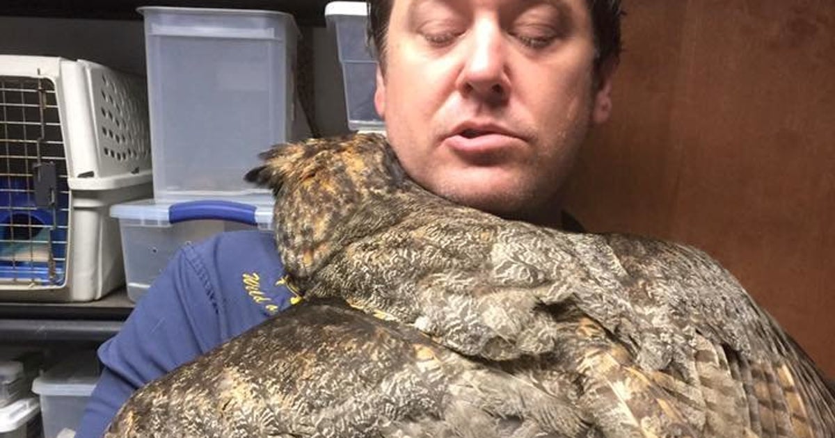 Is That Viral 'Owl Hug' Really A Hug? | HuffPost Good News