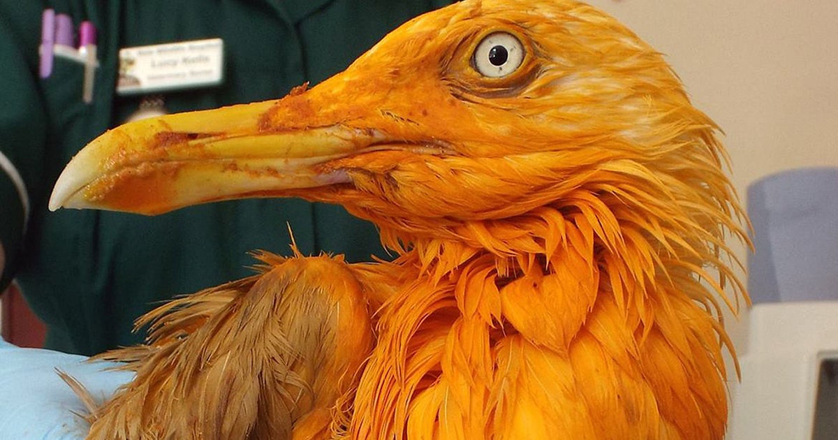 Newly Orange Seagull Rescued After Falling Into Vat Of Tikka Masala ...