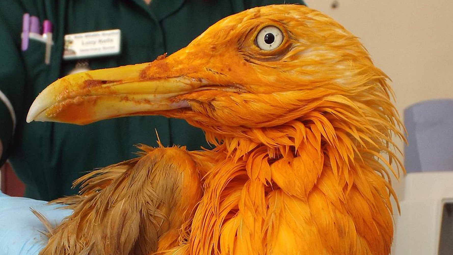 Newly Orange Seagull Rescued After Falling Into Vat Of Tikka Masala ...