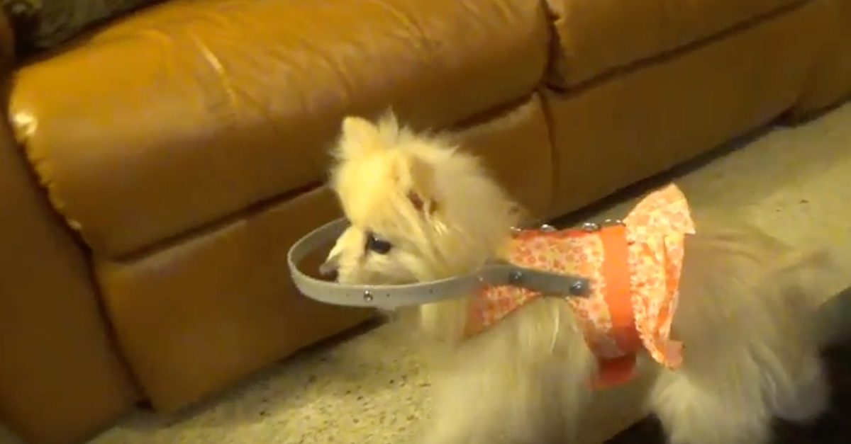 Blind Dog Gets Custom Made 'Cane' To Stop Her Bashing Into Things ...