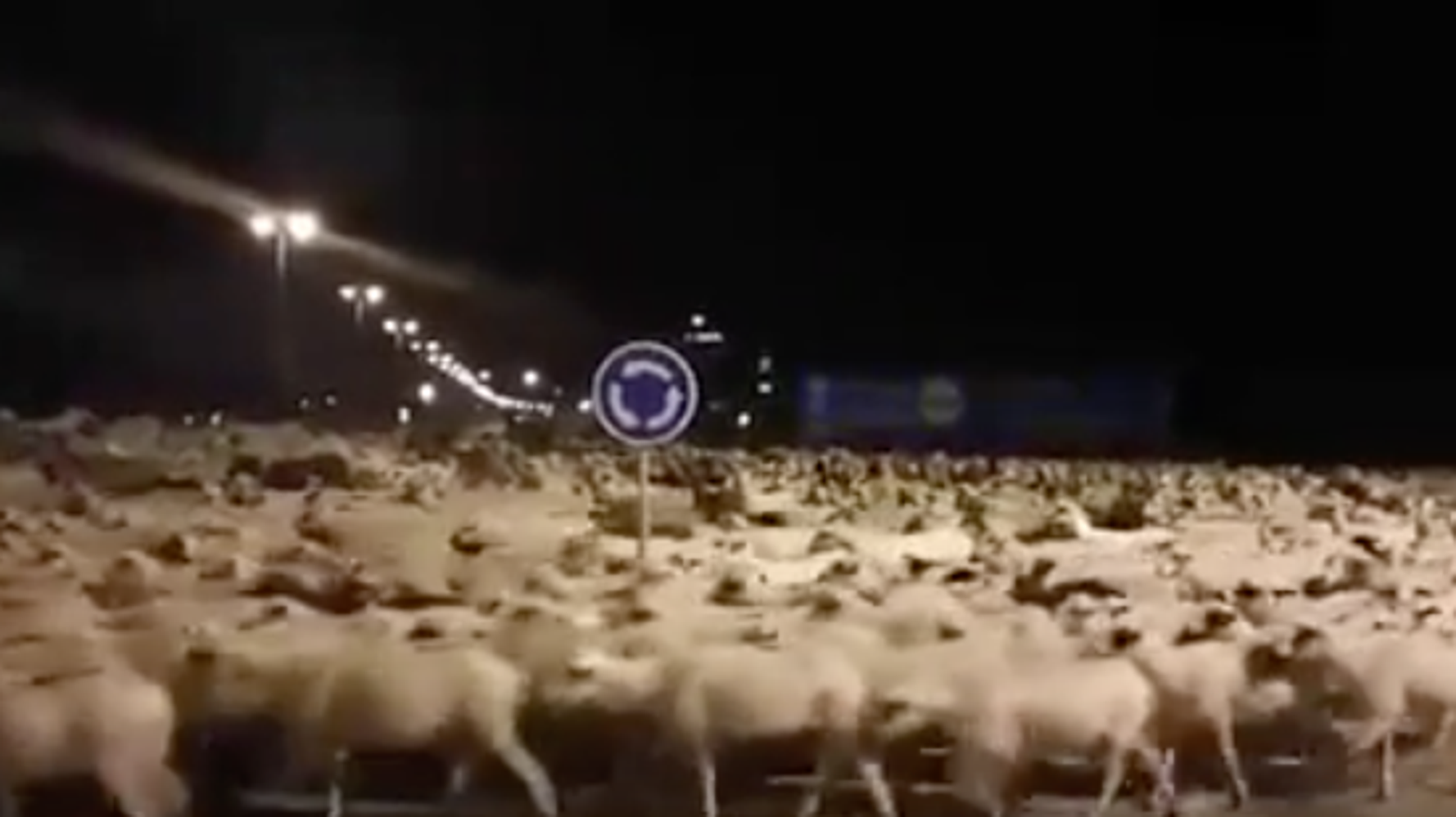 1,000 Sheep Run Amok Through City When Shepherd Falls Asleep | HuffPost ...