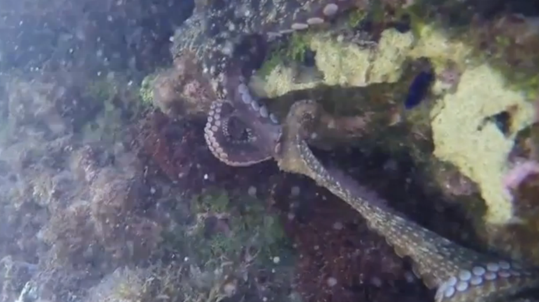 High-Fiving Octopuses Caught On Tape | HuffPost
