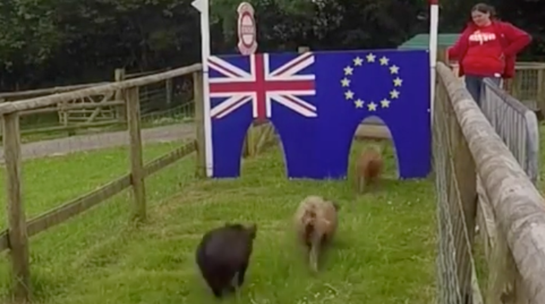 Pigs Go Whole Hog In Race To Predict Brexit Outcome | HuffPost