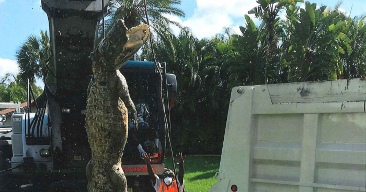 11-Foot Gator Found Rotting In Neighborhood Storm Drain | HuffPost ...