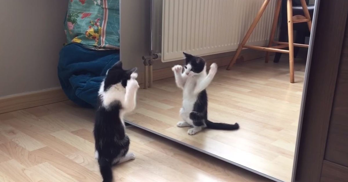 Kitten Sees Itself In The Mirror For The First Time | HuffPost UK Comedy