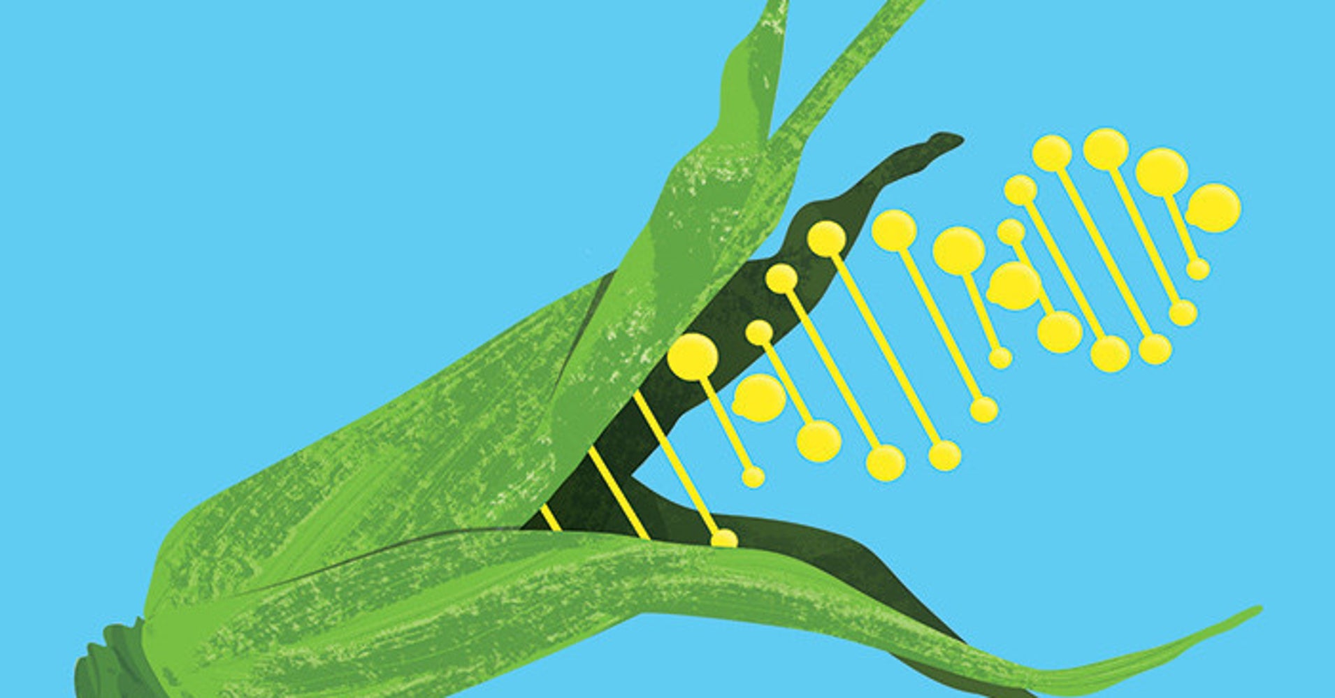 A New Gold Standard for GMO Science | HuffPost