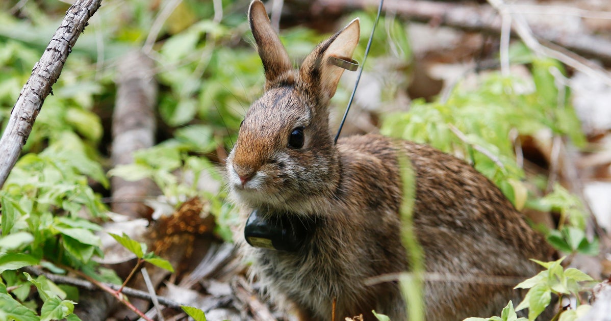This Rabbit May Be Conservation's Newest, Cutest Success Story ...