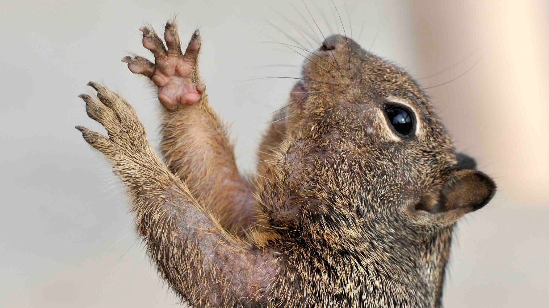 Watch This Dad Use A Live Squirrel To Pull His Daughter's Tooth | HuffPost