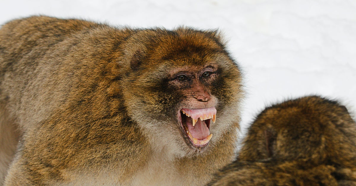 Aging Monkeys Choose Their Friends Wisely, Study Says | HuffPost Impact