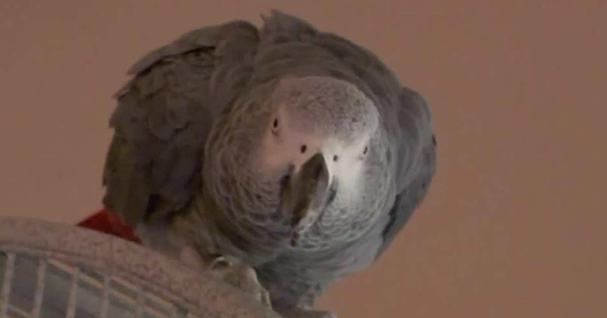 Dead Man's Parrot Could Become Key Witness In Murder Trial | HuffPost World
