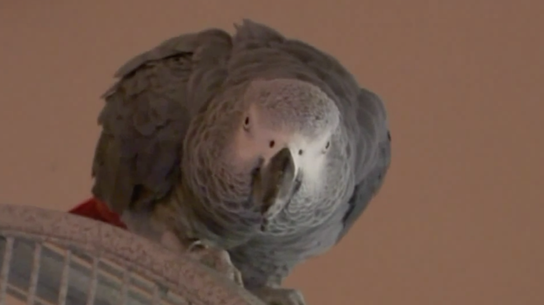 Dead Man's Parrot Could Become Key Witness In Murder Trial | HuffPost