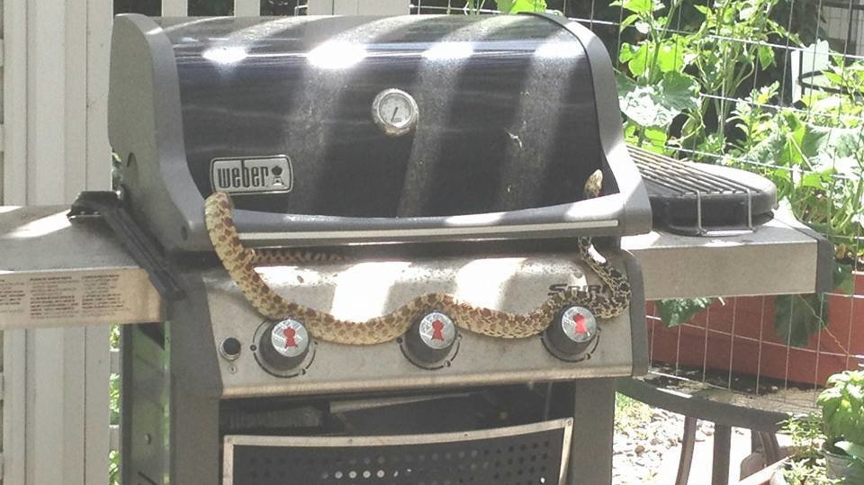 This Grill Belongs To A Snake Now | HuffPost null