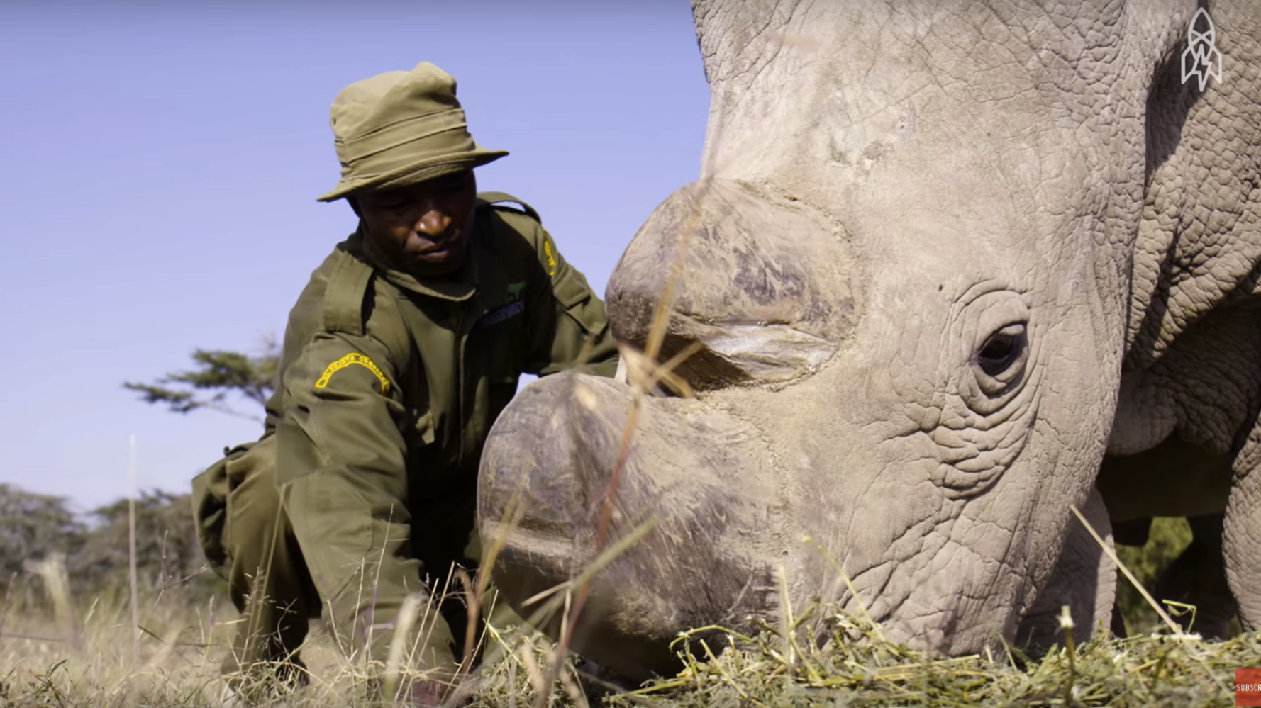 Saving The World’s Last 3 Northern White Rhino | HuffPost