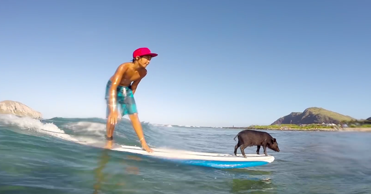 This Family Of Surfing Pigs Is A Pixar Movie Waiting To Happen ...