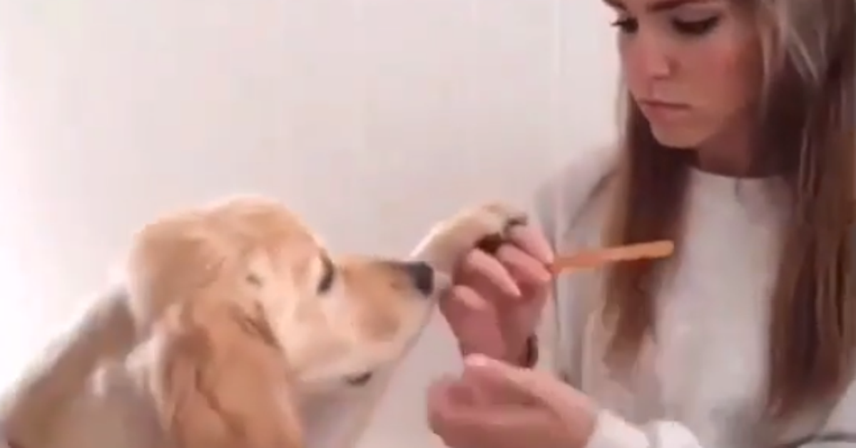 Adorable Dog Wants Owner To File Her Nails Too | HuffPost UK Style