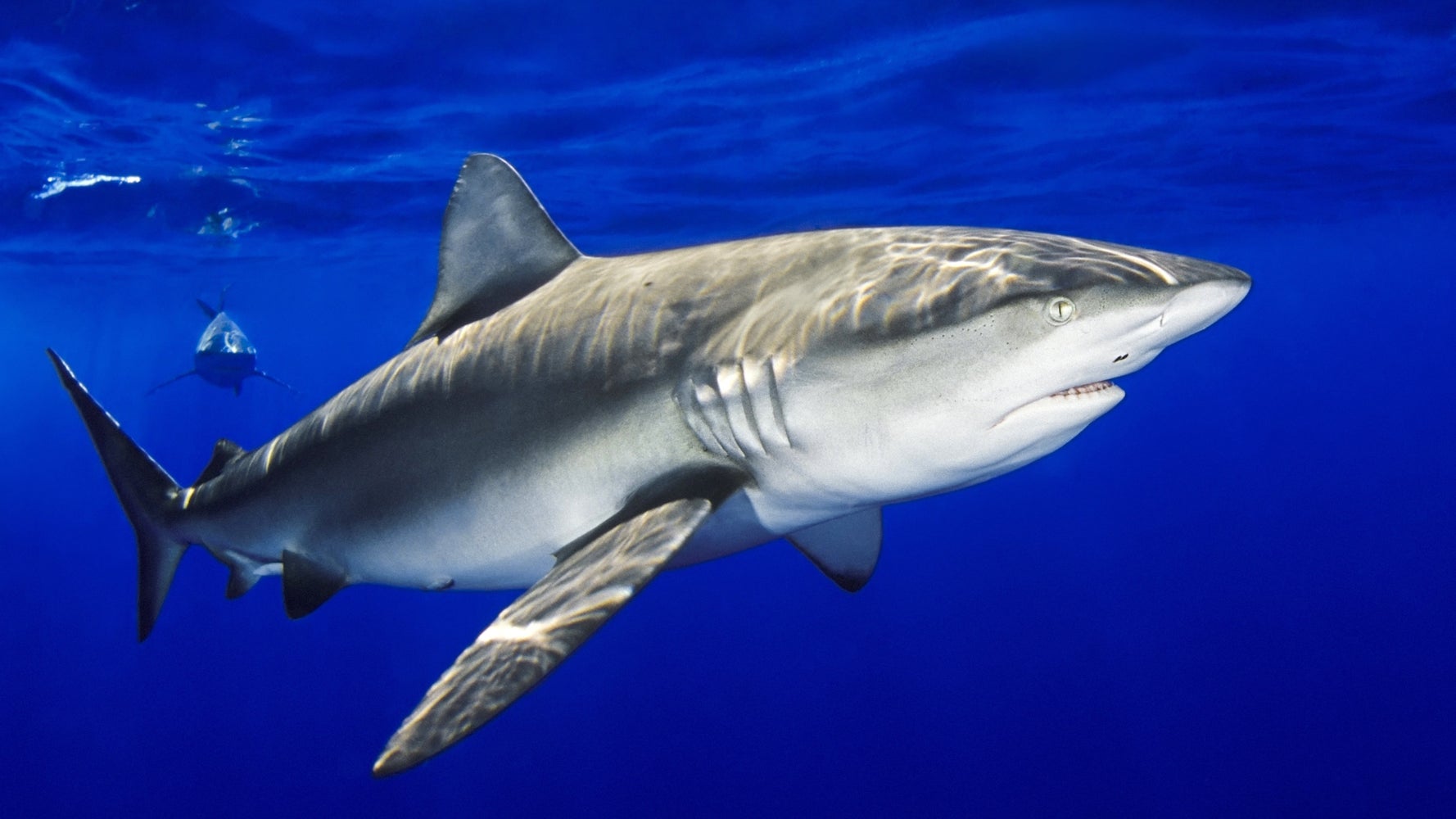 Dive Into The Deep With The Ocean's Most Misunderstood Animal | HuffPost