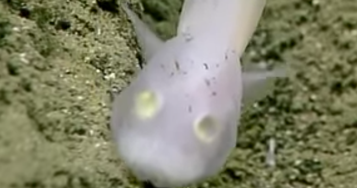This Ghostly Fish Has Never Been Seen Alive Before. Until Now ...