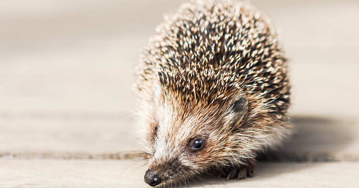 Hedgehog Champion Could Be The Cutest Job Around | HuffPost Good News