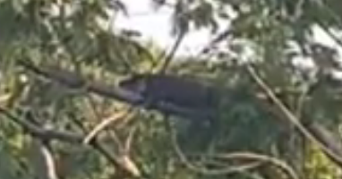 Just A Reminder That Alligators Show Up In Trees Sometimes | HuffPost ...