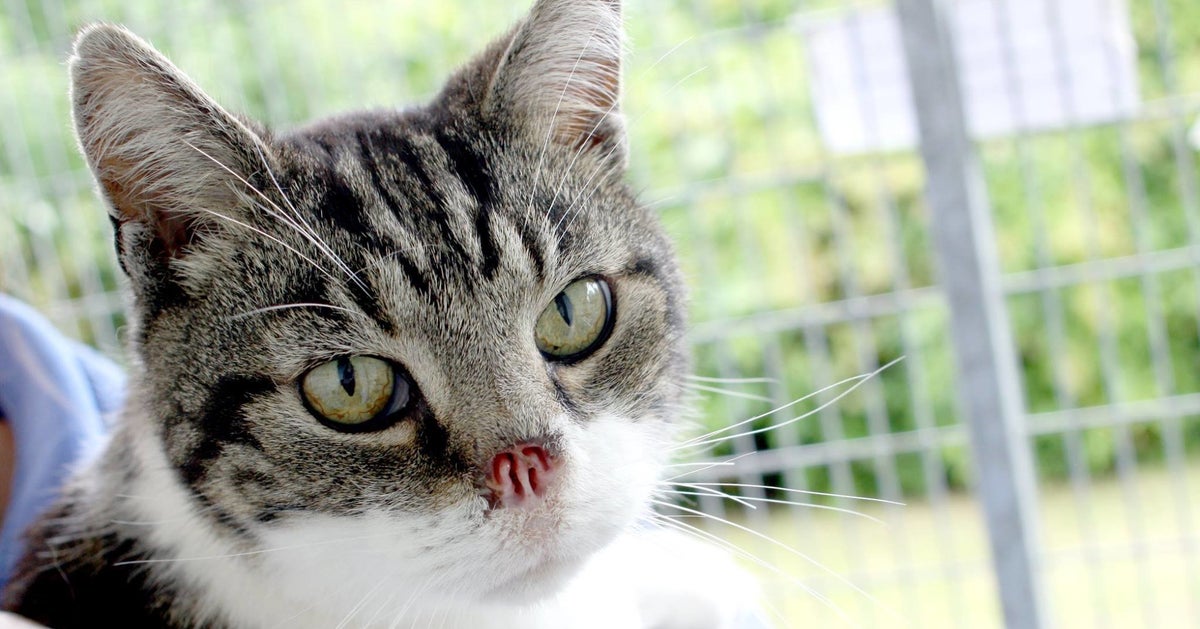 Adorable Cat Without A Nose Finds Loving Home Thanks To Online Appeal ...