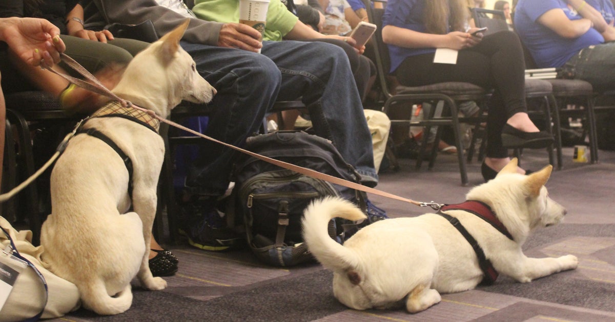 Animal rights organizations detail huge victories at National ...