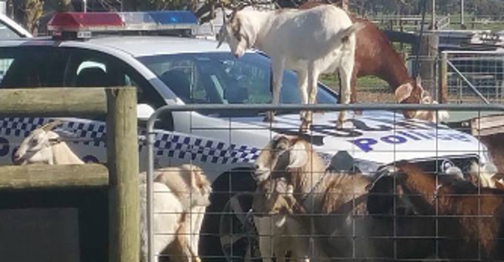 Disorderly Kids Contemplate Goat Theft Auto | HuffPost