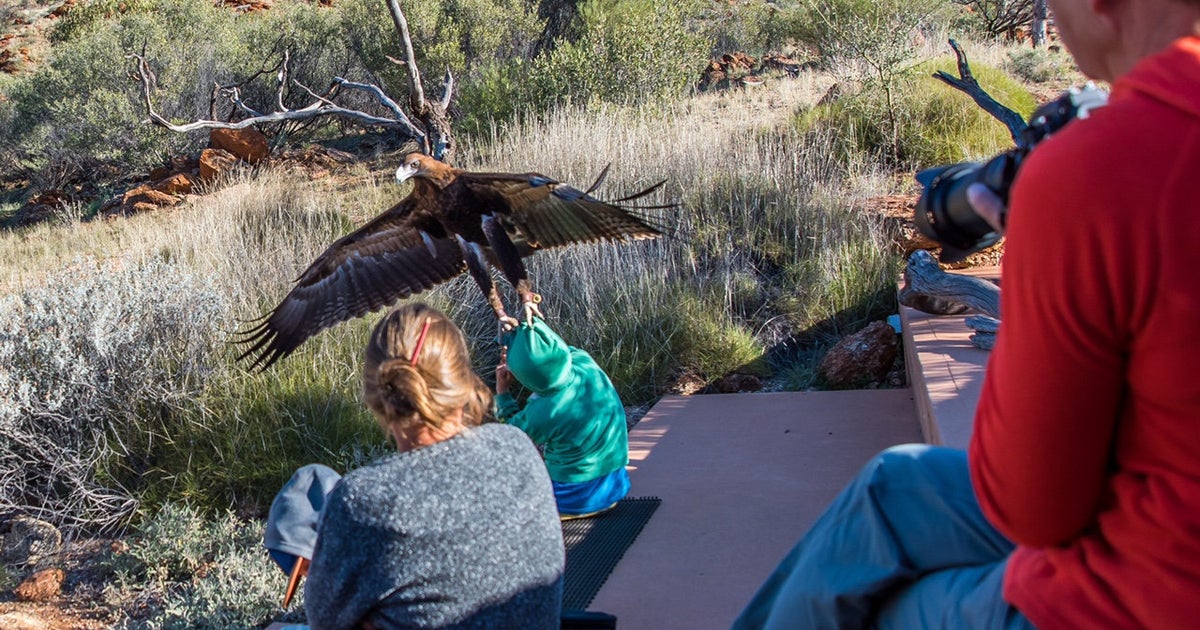 Eagle Tries To Carry Off Small Child During Bird Show | HuffPost The ...