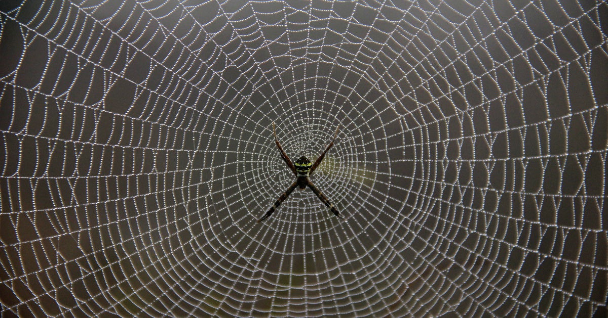 Soldiers Could Soon Be Wearing Armour Made From Genetically Engineered ...