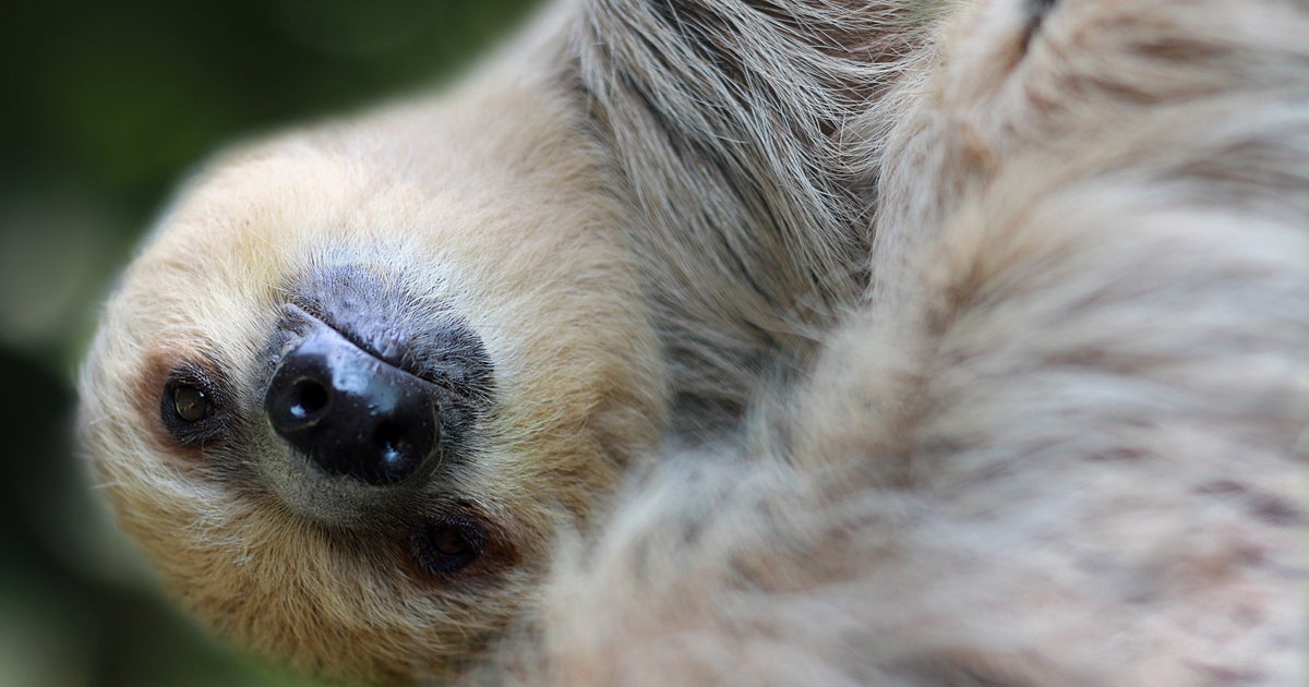 What's Your 'Sleeping Spirit Animal'? Take This Test To Find Out ...