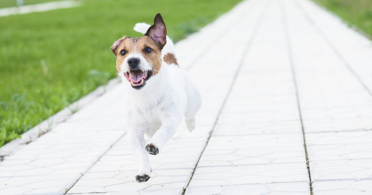 How To Catch A Dog Off Its Lead: Pet Owners Share Their Pearls Of ...