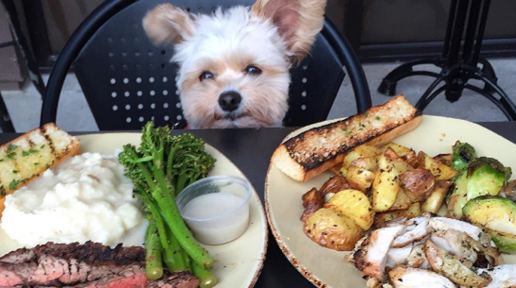 This Rescue Dog Is A Bigger Foodie Than You Are | HuffPost UK Life