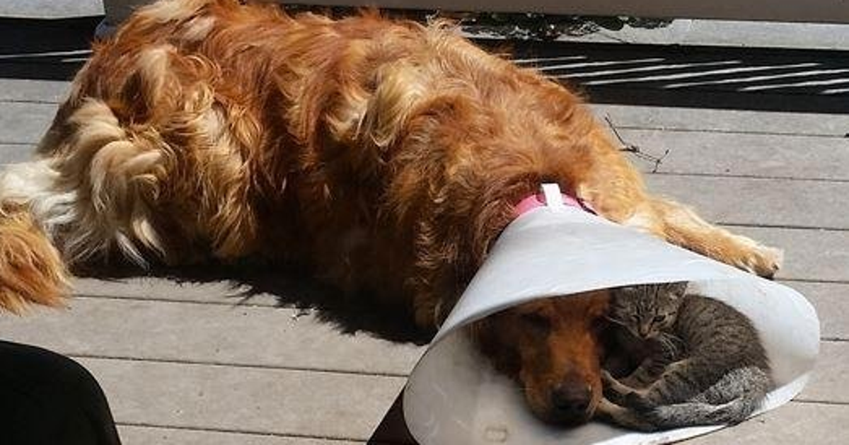 Tiny Cat Comforts Dog BFF After Trip To The Vets | HuffPost UK Life