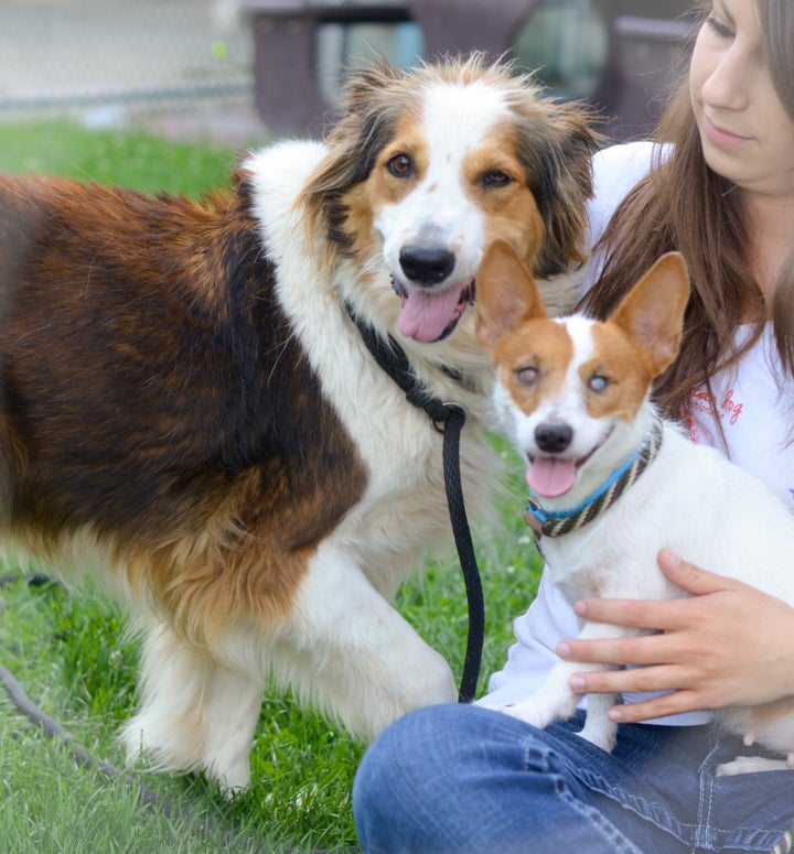 Near-Blind Shelter Dog Gets By With The Help Of 'Seeing-Eye Collie ...