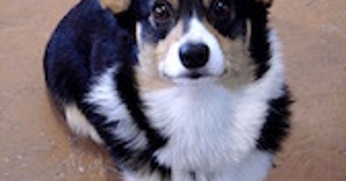 PRIDE AND PREJUDICE AND KITTES: WHY AUSTEN AND CATS? | HuffPost Contributor