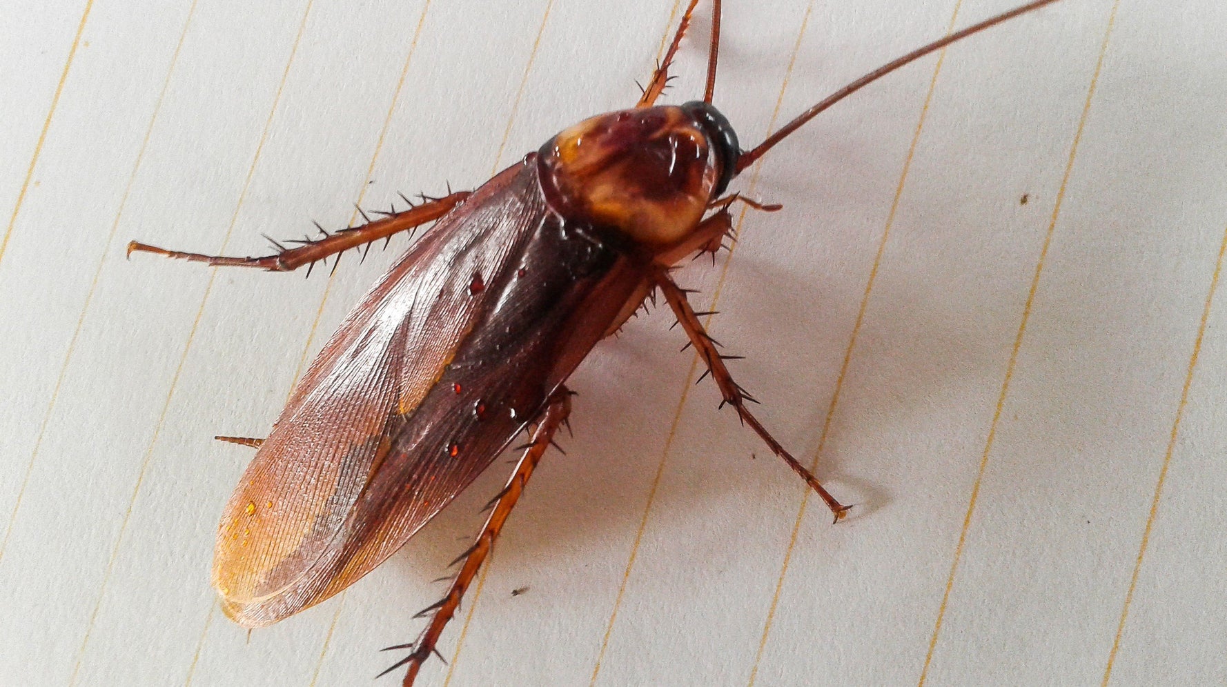 Cockroach Milk Might Be The Hot New Superfood, According To Science ...