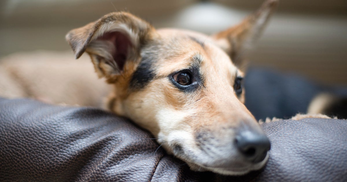 Celebrate National Mutt Day By Telling Us Why You Love Your Pooch ...