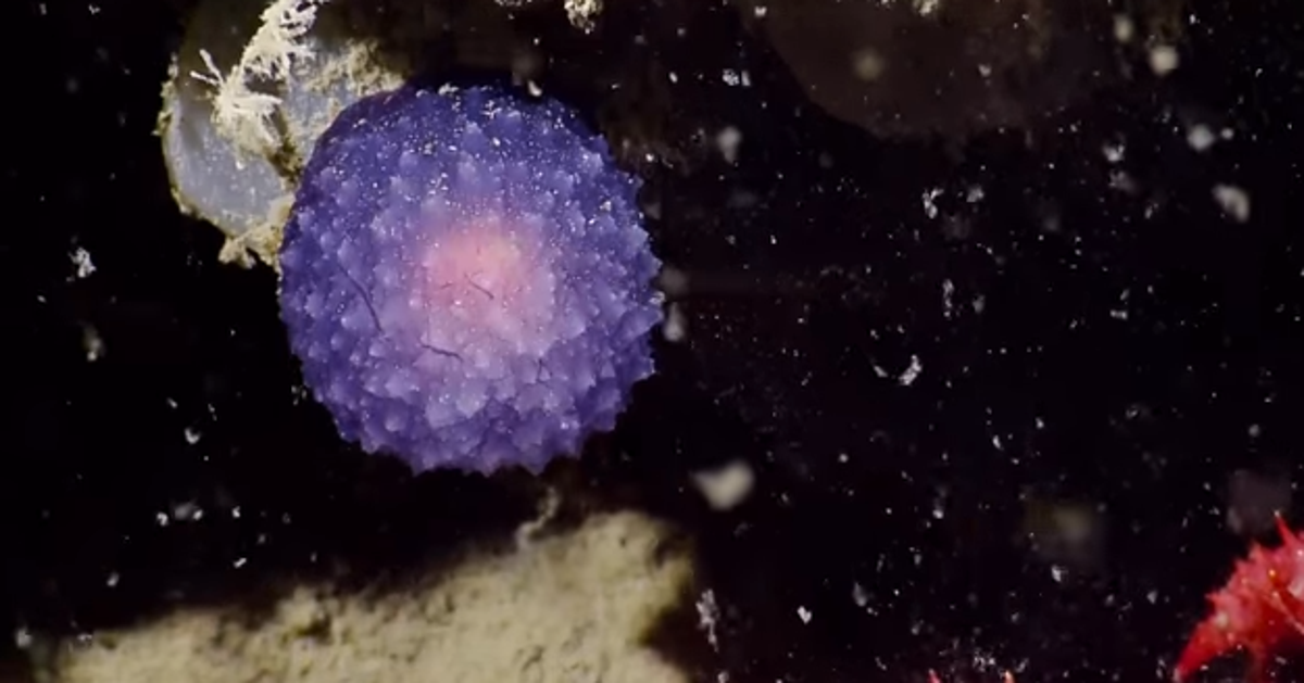 Mysterious Unidentified Purple Blob Found Deep In The Pacific Ocean ...