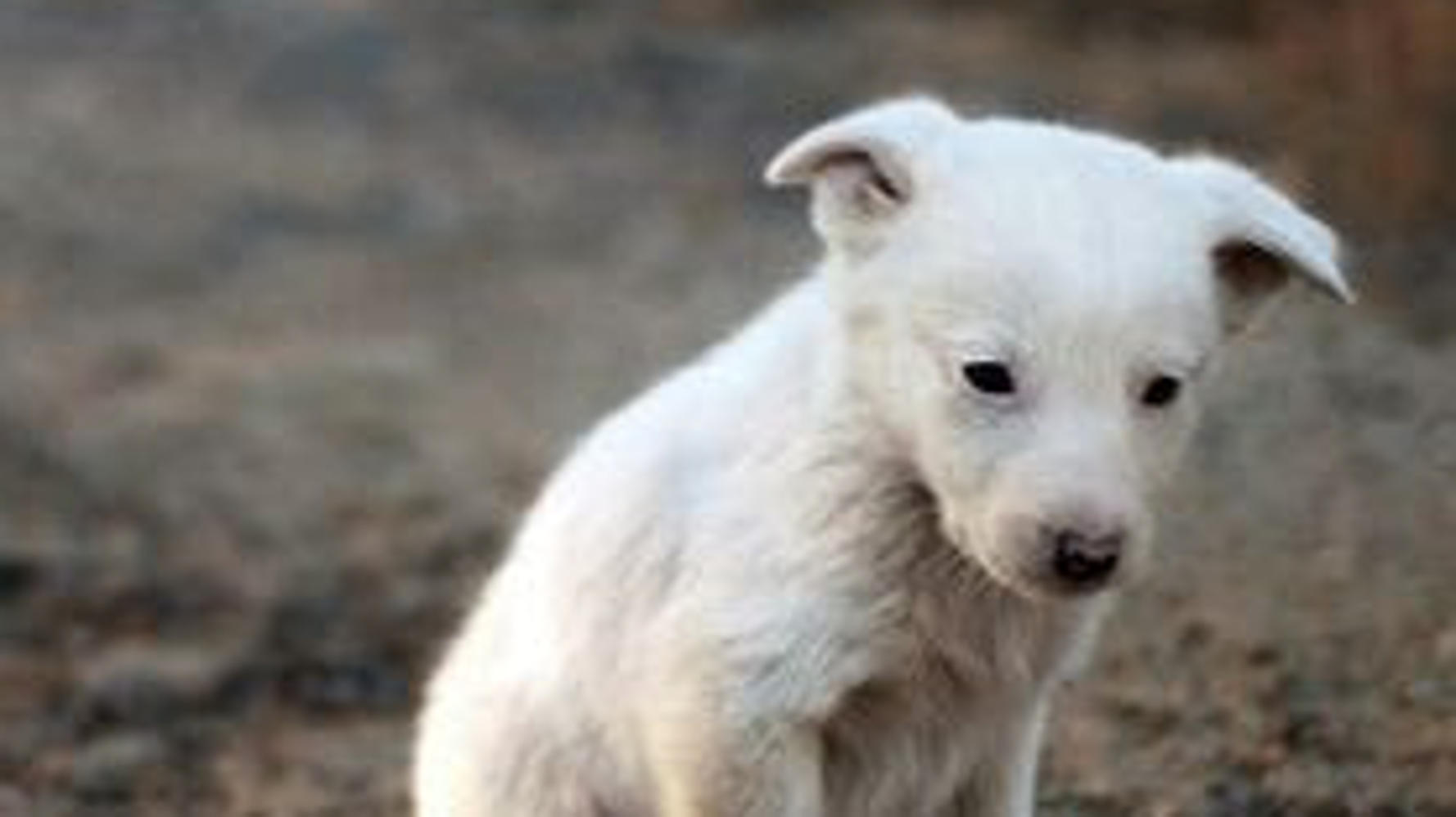 New Study Helps Explain Why Puppies Are So Cute | HuffPost