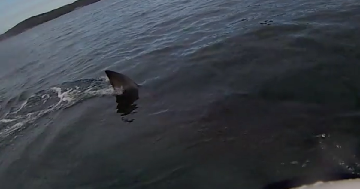Kayaker Films Heart-Stopping Moment A Massive Shark Circles His Boat ...