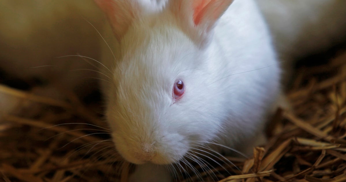 This Fair Lets Kids Chase Rabbits, Yank Them Up By Their Ears ...