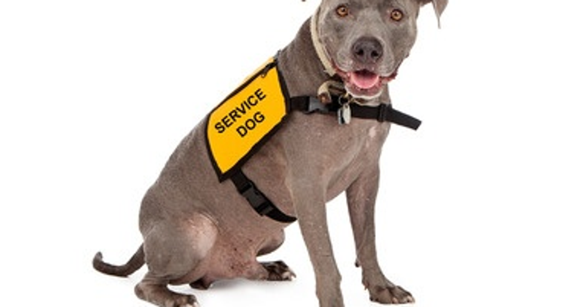The Fake Service Animal Problem | HuffPost Contributor