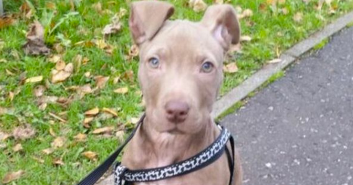 Dog Confiscated Under Anti-Pit Bull Law Returns Home | HuffPost Good News
