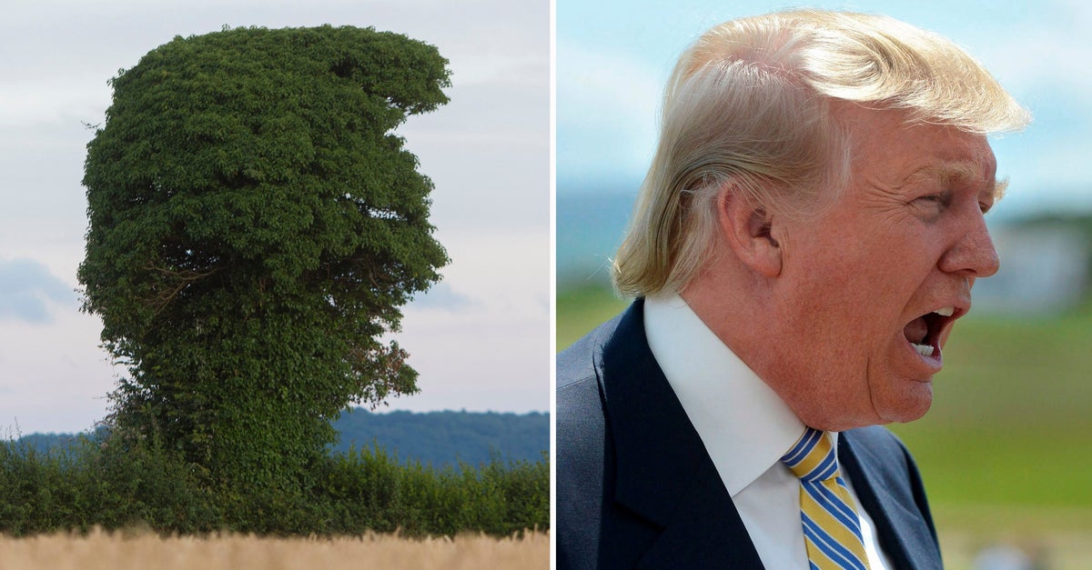 Elvis Elm Has Morphed Into Trump Tree And We're All Shook Up | HuffPost ...