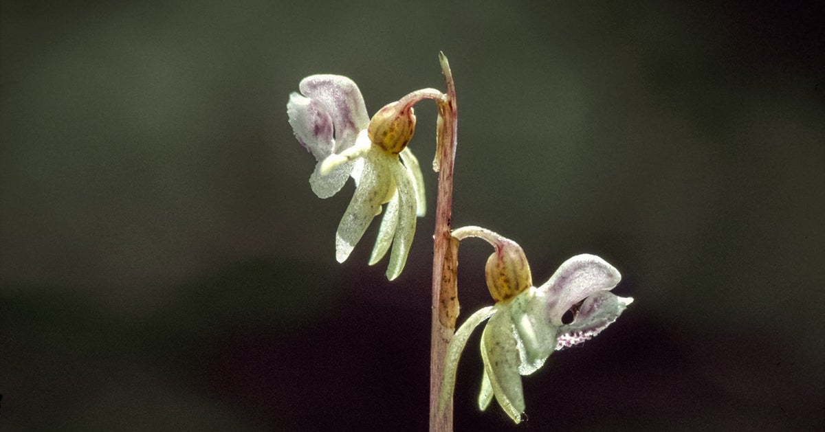 The Strange, 'Almost Spooky' Story Of The British Ghost Orchid ...