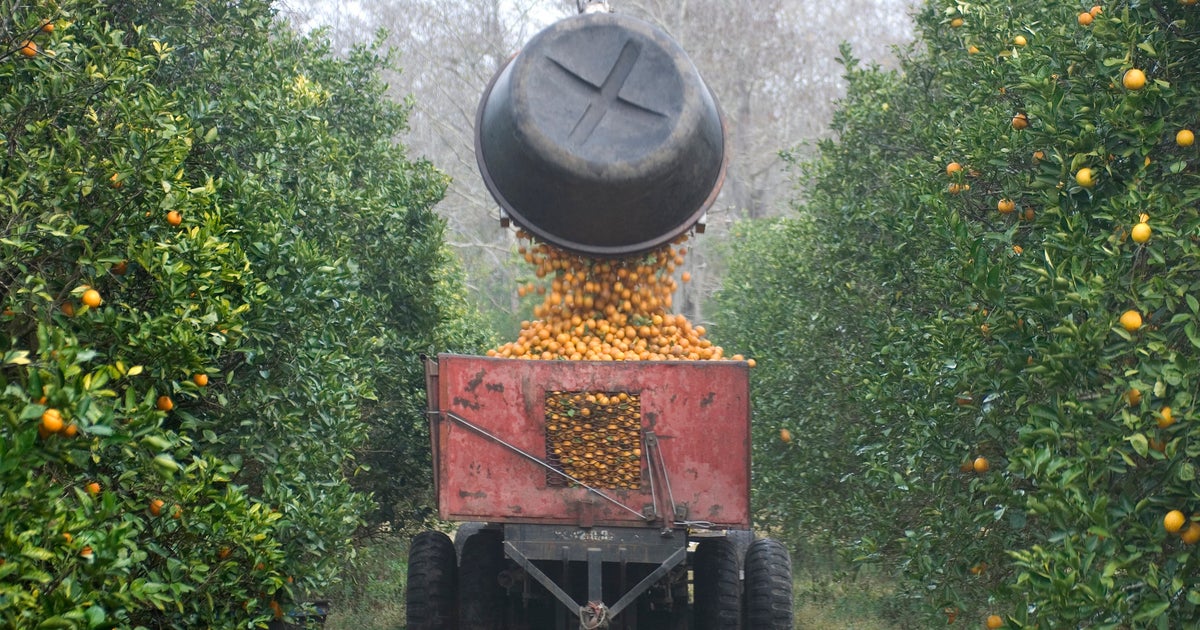 GIFs Show Real Trees Shaking To Life, Just Like The Movie Trees Of Our ...